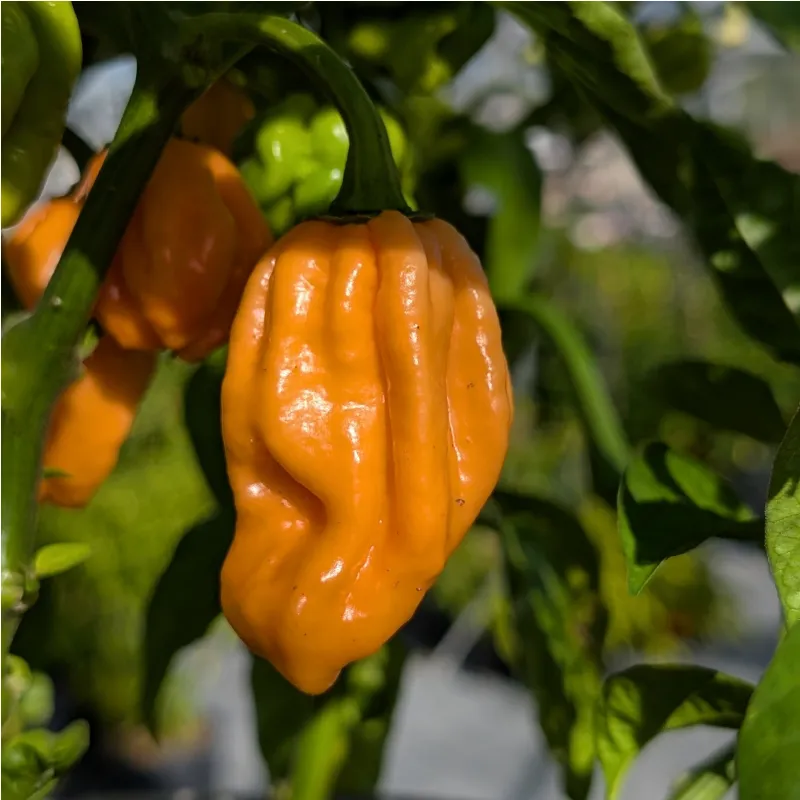 Plant de 7 Pot Pink - Piment rare rose-pêche au piquant tropical et fruité